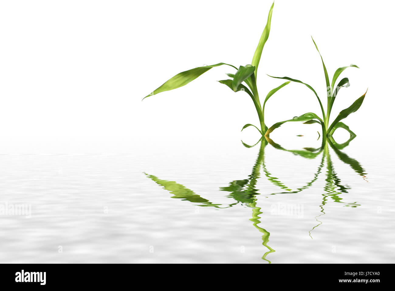 asia contrast branch china chinese bundle double couple leaf ...