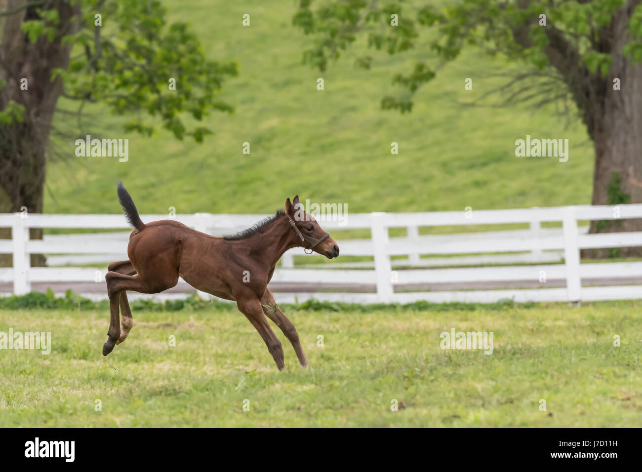 Foal Lands from Excited Jump in green field Stock Photo - Alamy