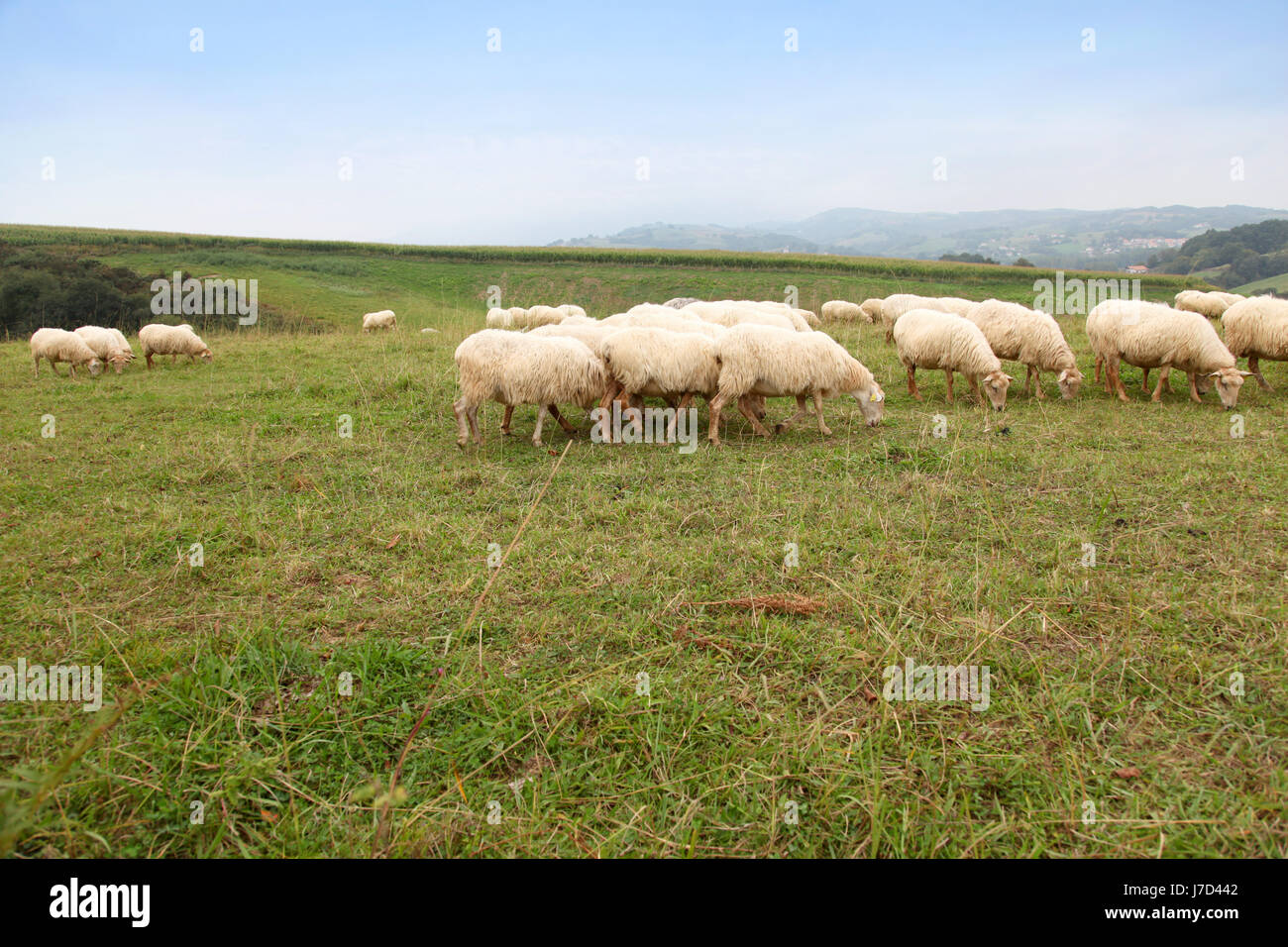 wild animals field sheep herd land pasture landscape scenery ...