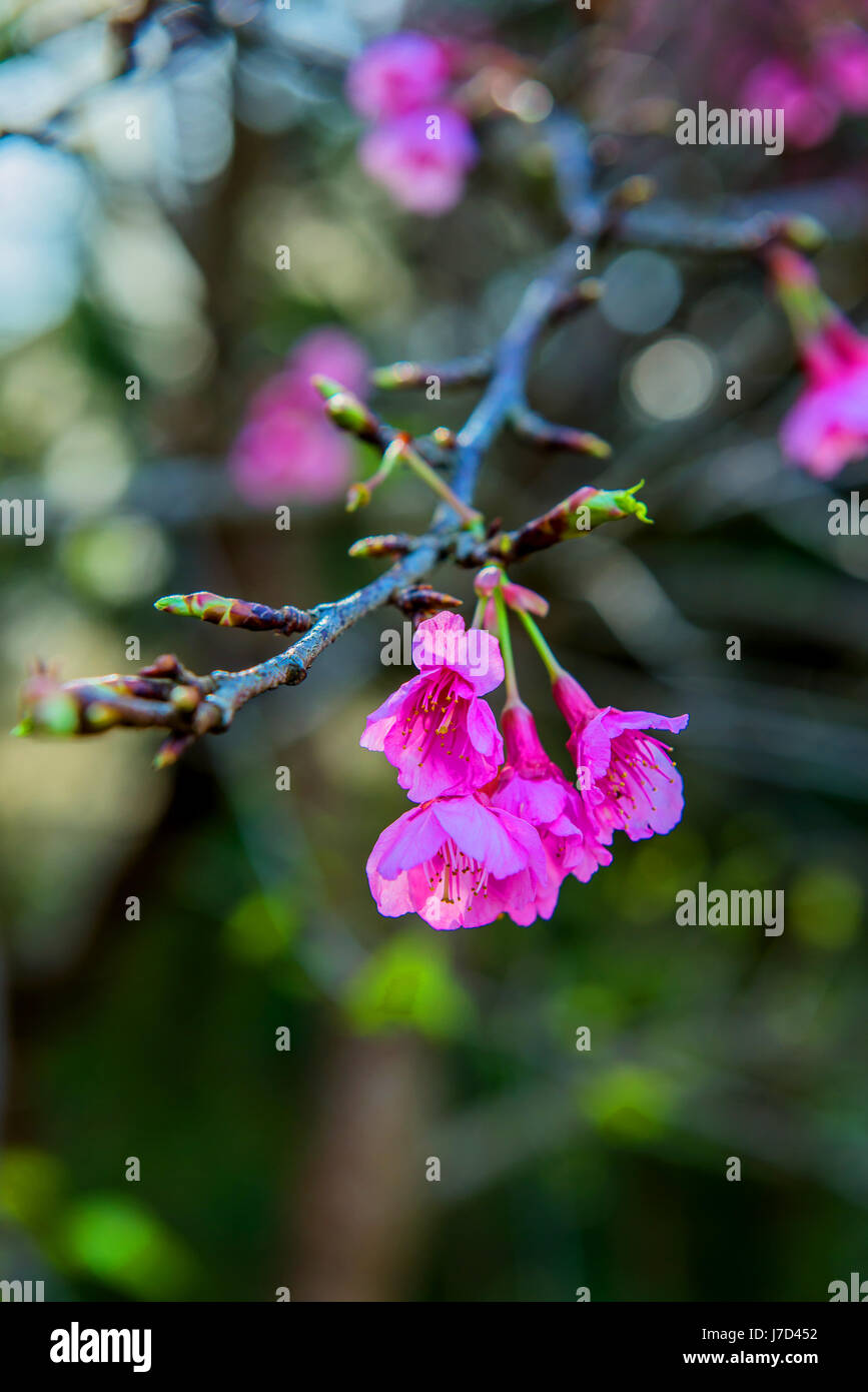 blooming Sakura flower and Cherry bossom tree Stock Photo - Alamy
