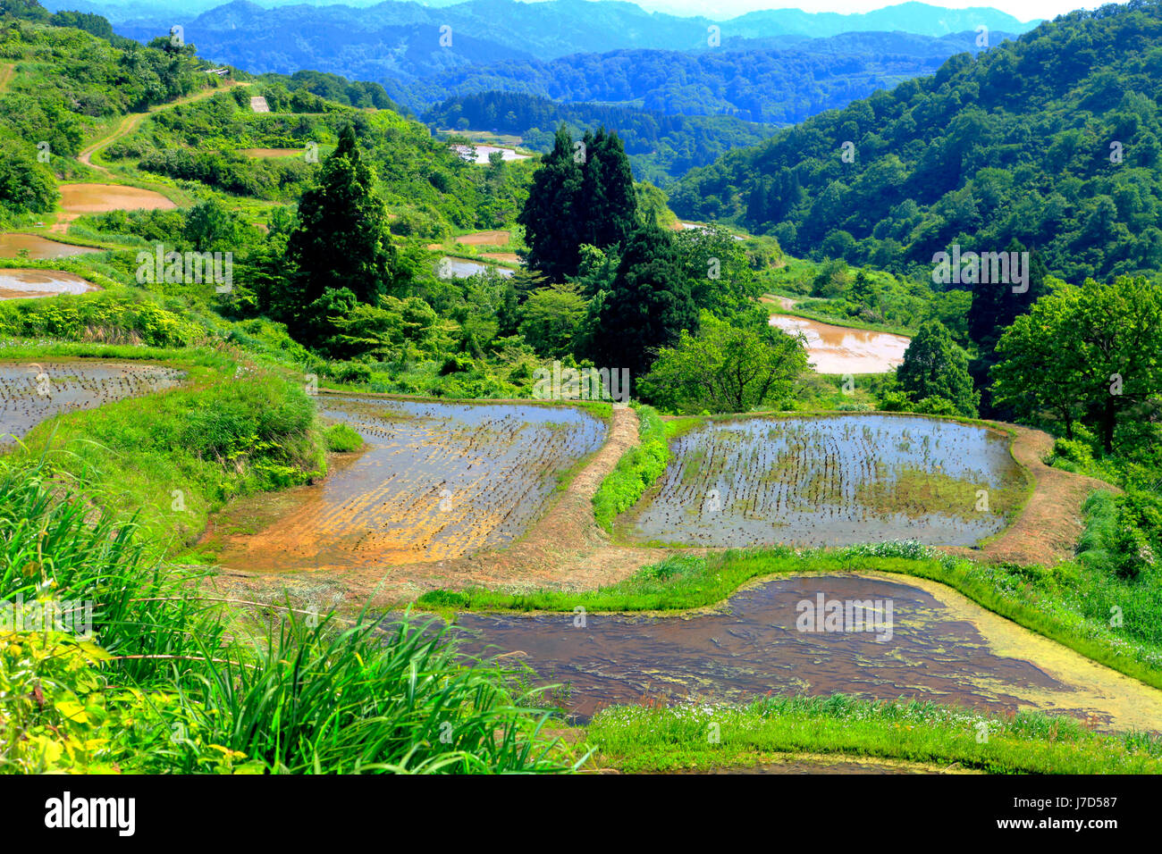 Terraced Paddy Field of Hanasaka in Kashiwazaki Niigata Japan Stock ...