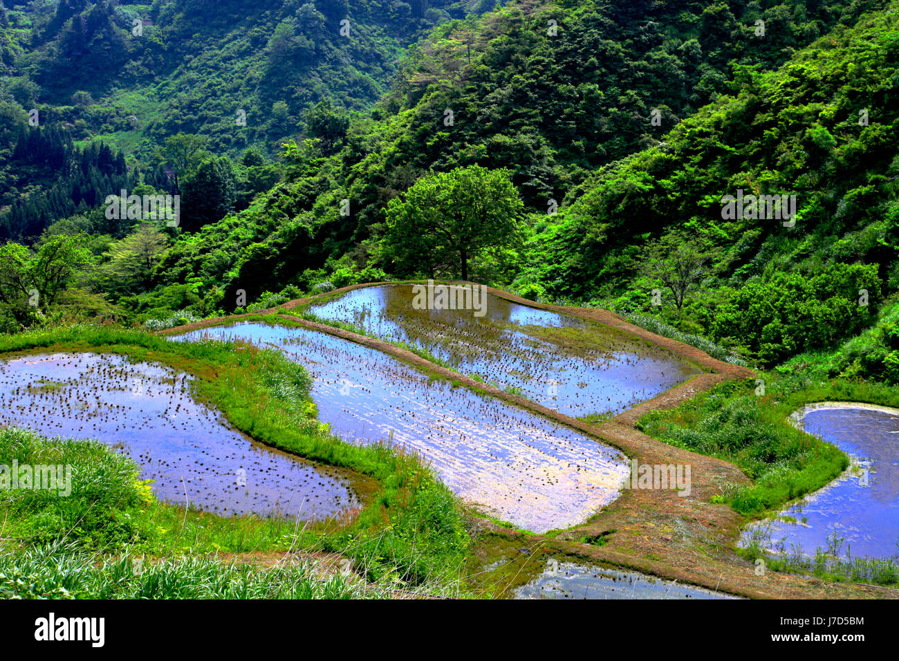 Japanese rice paddy scenery hi-res stock photography and images - Alamy