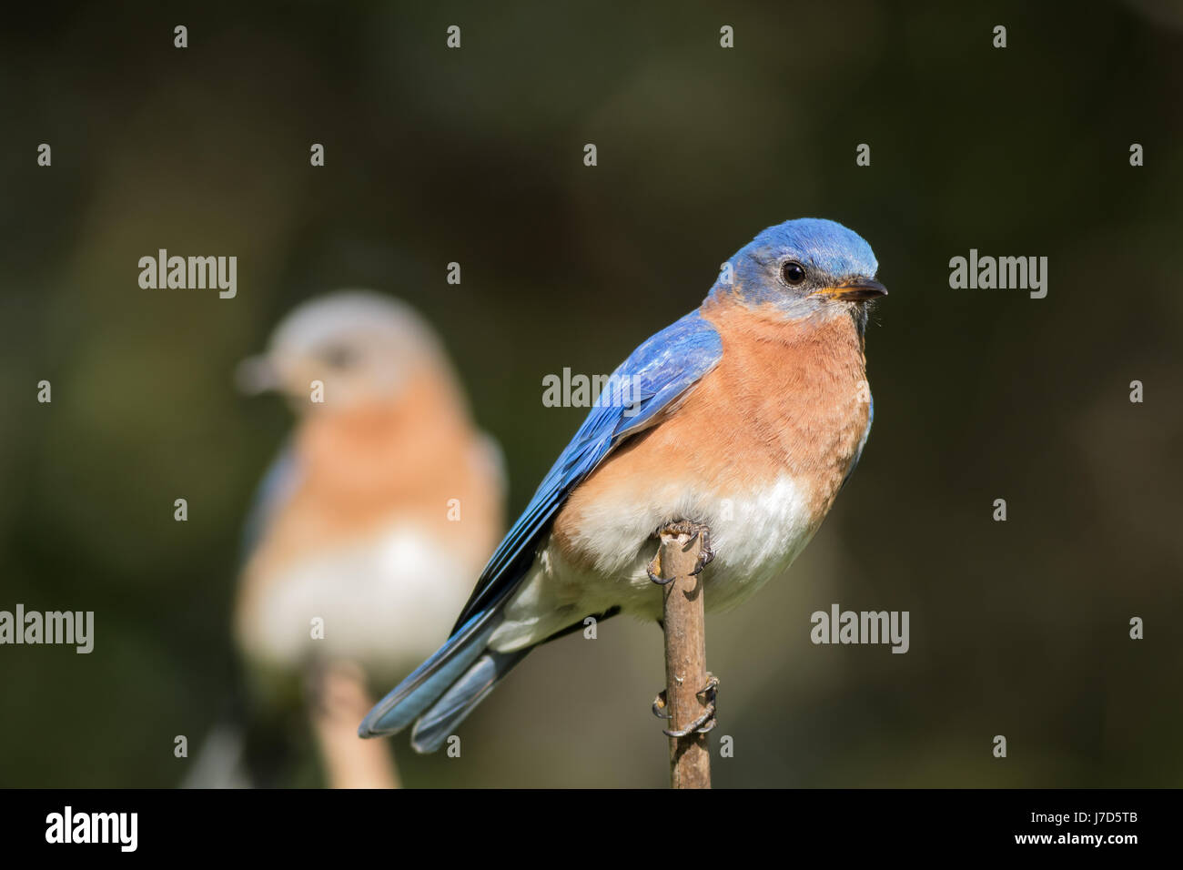 Eastern Bluebird (Sialia sialis Stock Photo - Alamy
