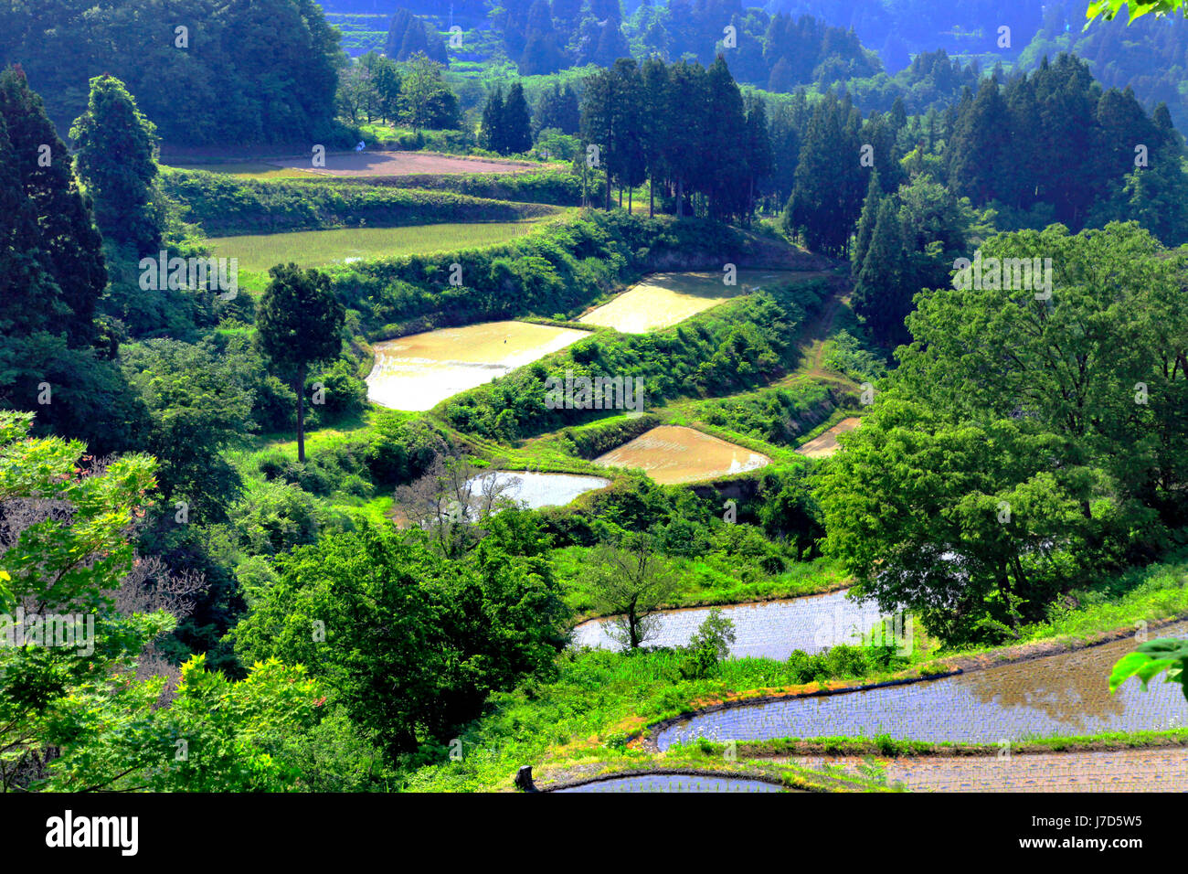 Terraced Paddy Field of Gimyo in Tokamachi Niigata Japan Stock Photo ...