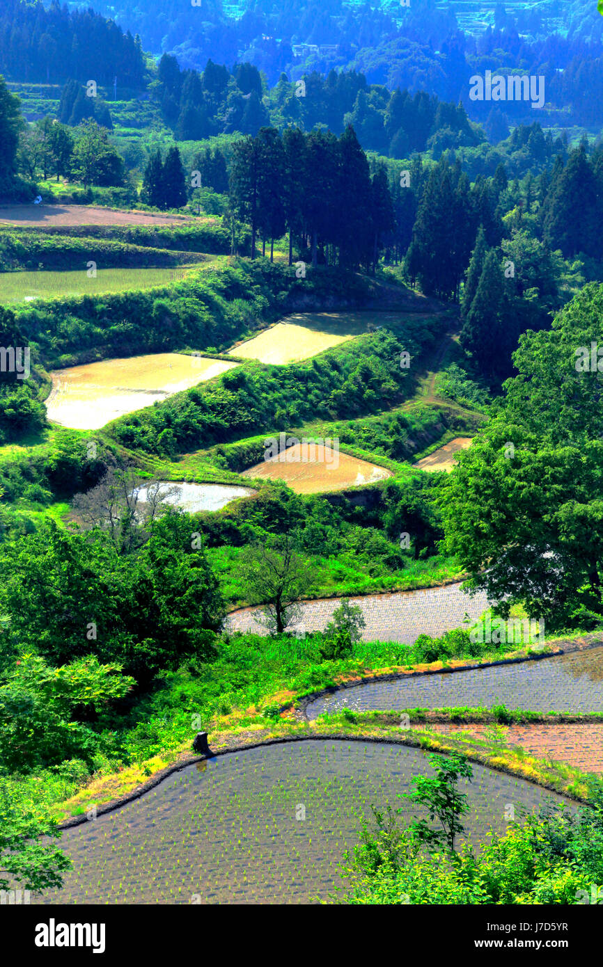 Terraced Paddy Field of Gimyo in Tokamachi Niigata Japan Stock Photo ...