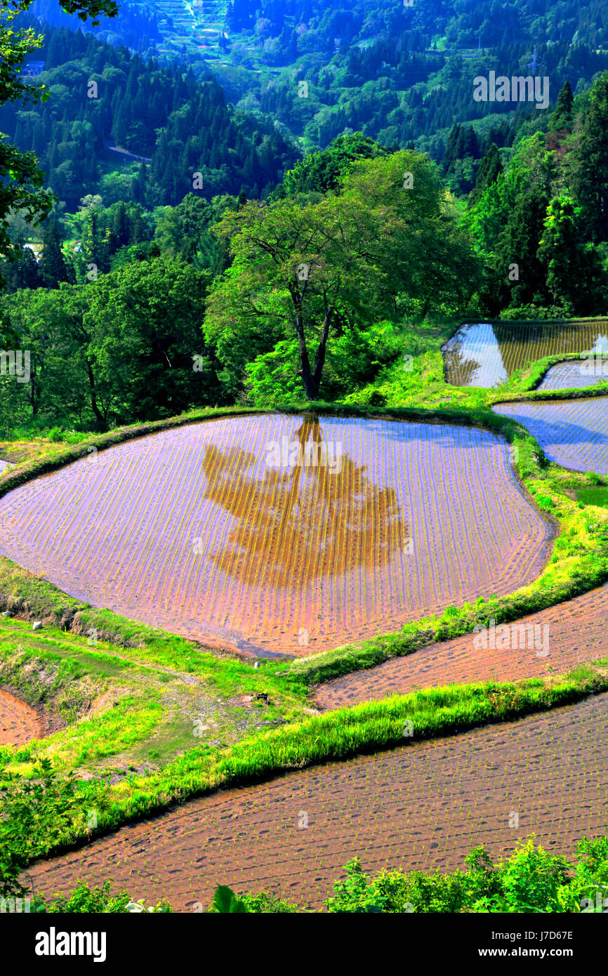 Terraced Paddy Field of Gimyo in Tokamachi Niigata Japan Stock Photo ...