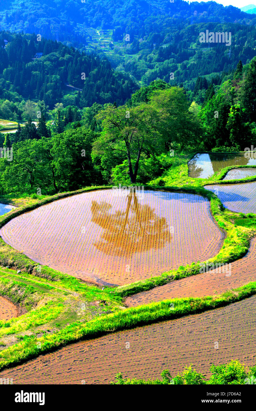 Terraced Paddy Field of Gimyo in Tokamachi Niigata Japan Stock Photo ...