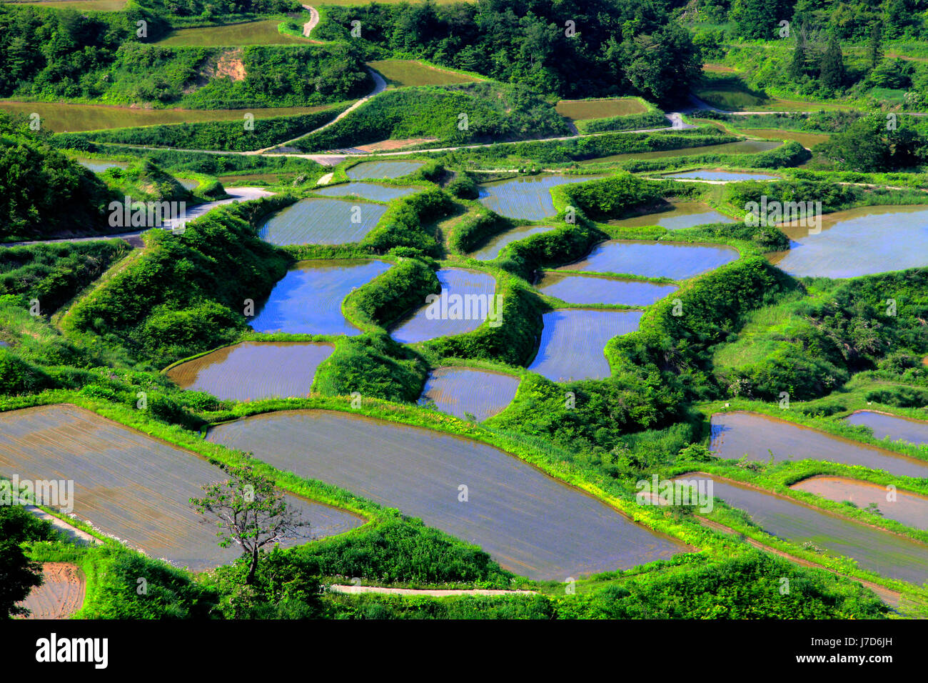 Terraced Paddy field of Hoshi-toge inTokamachi Niigata Japan Stock ...