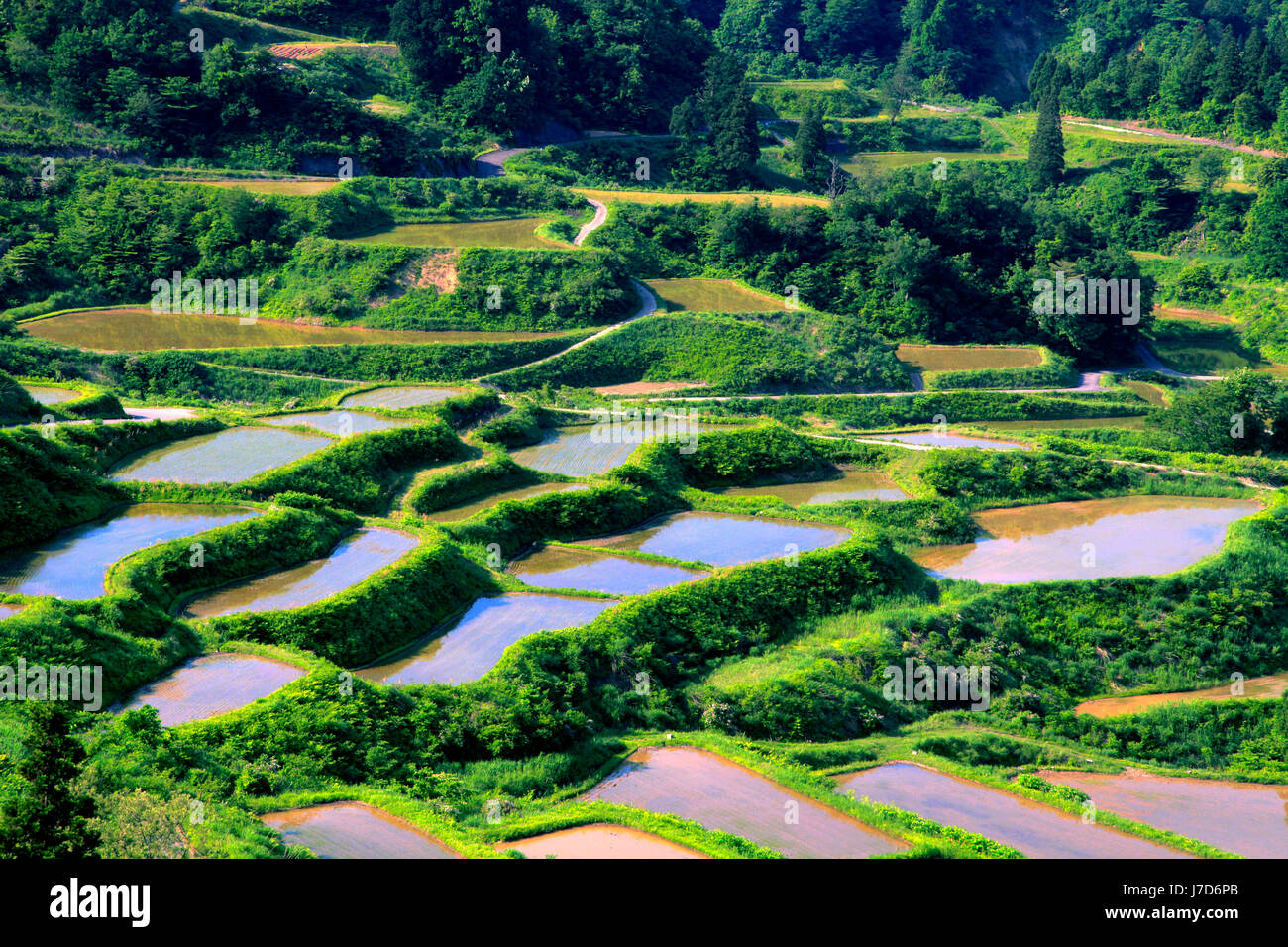 Terraced Paddy field of Hoshi-toge inTokamachi Niigata Japan Stock ...