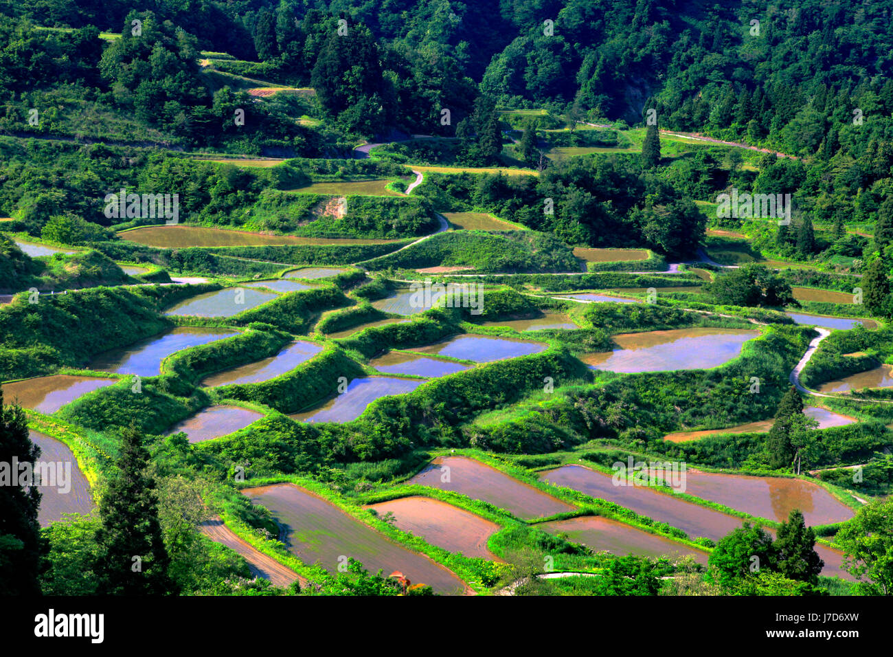 Terraced Paddy field of Hoshi-toge inTokamachi Niigata Japan Stock ...