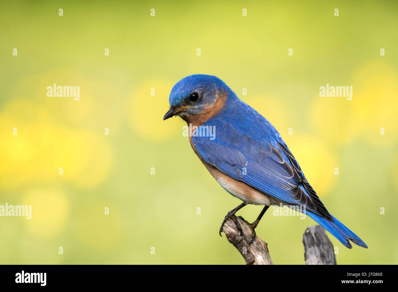 Eastern Bluebird (Sialia sialis Stock Photo - Alamy