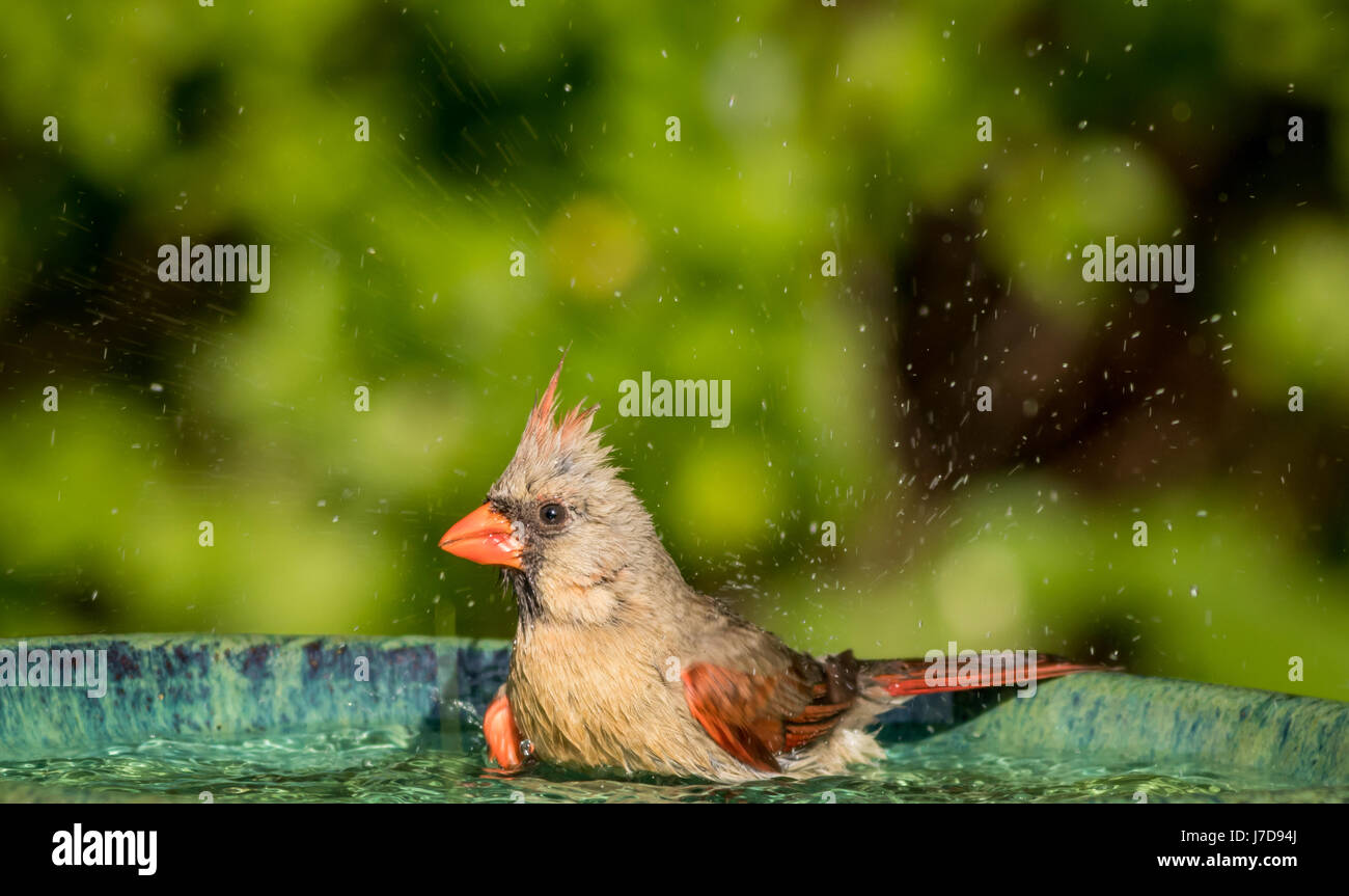 Northern Cardinal (Cardinalis cardinalis) female splashes around in the ...