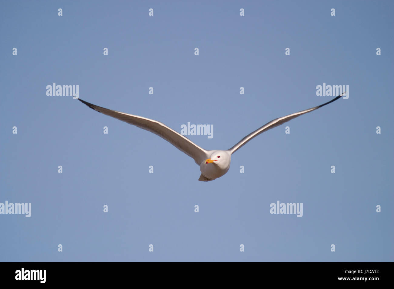 blue flight bird freedom liberty wings firmament sky fly flies flys ...