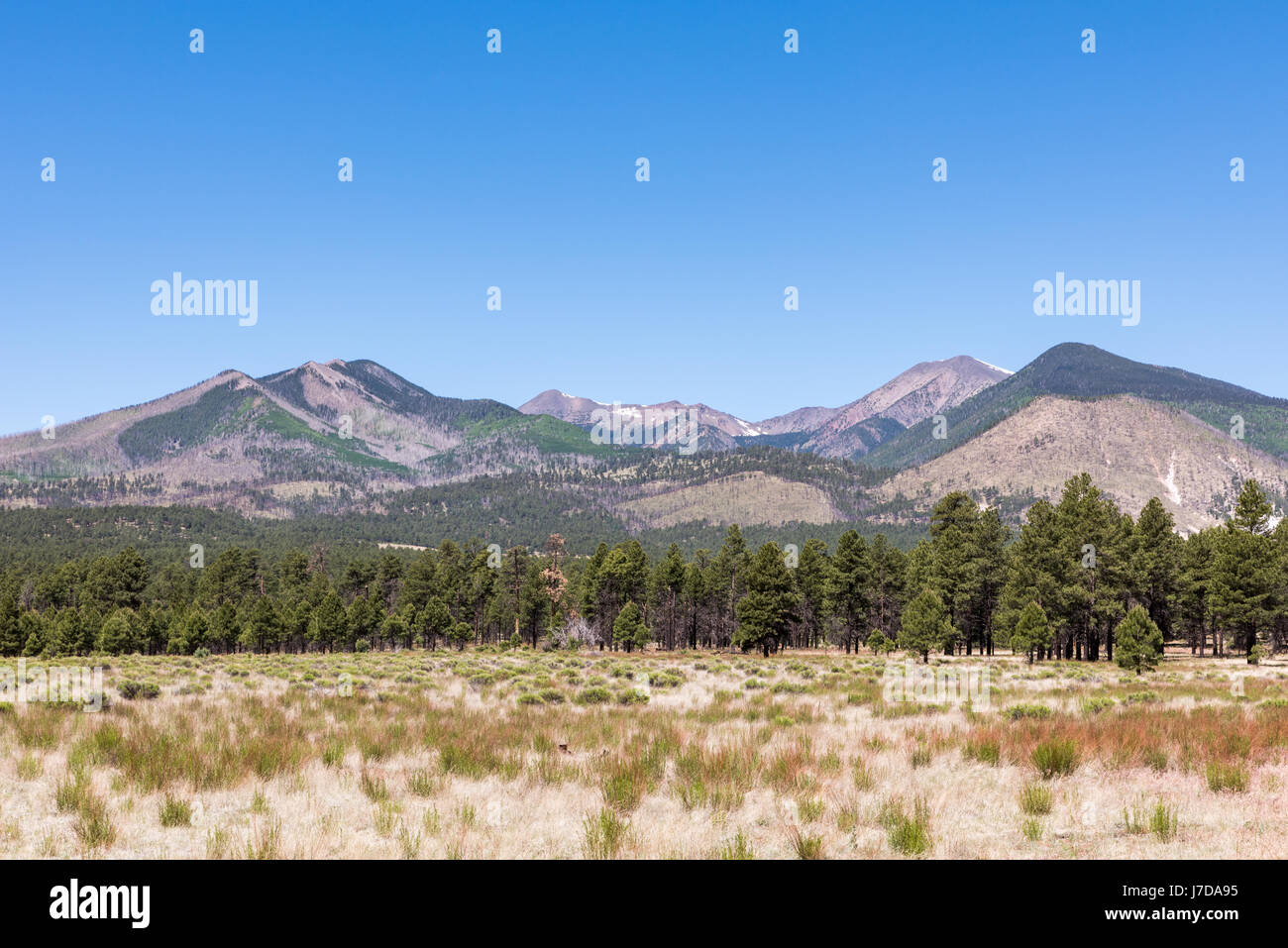 Panorama of the San Francisco Peaks near Flagstaff in Arizona. Seen ...