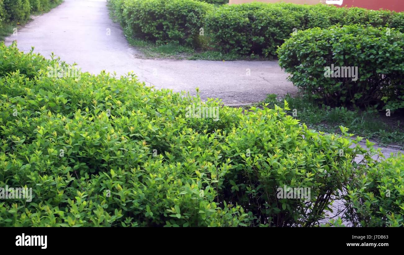 Temperate zone tree leaves hi-res stock photography and images - Alamy