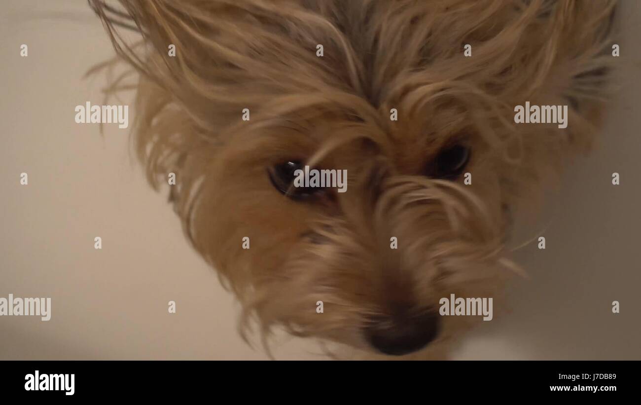 Cute young yorkie looking up into camera on white background Stock ...