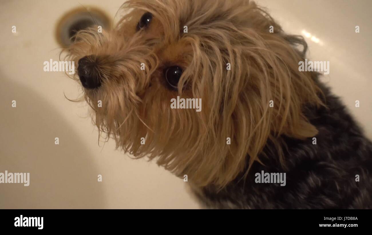 Cute young yorkie looking up into camera on white background Stock ...