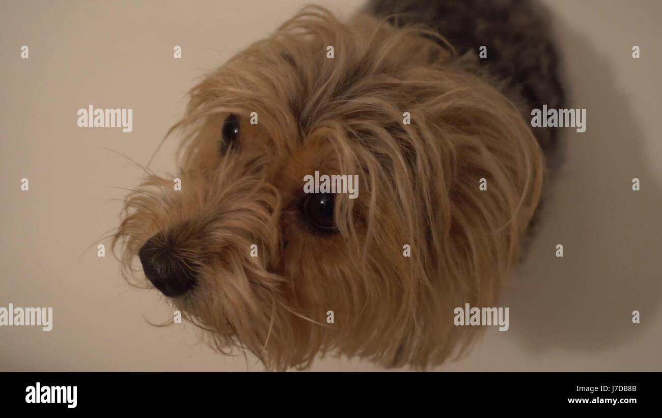 Cute young yorkie looking up into camera on white background Stock ...