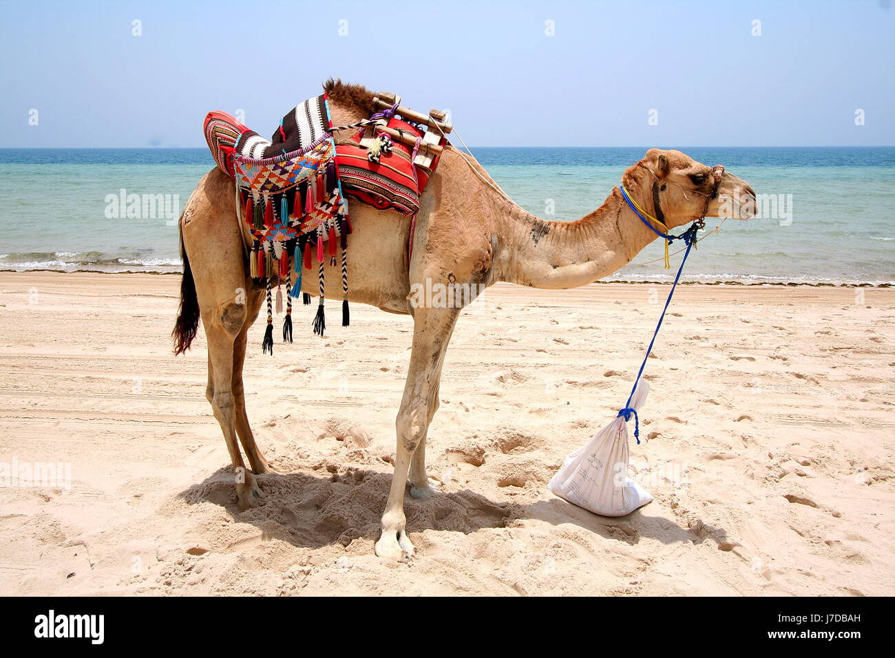 Camel at a beach camp on the Arabian Gulf, Qatar Stock Photo - Alamy