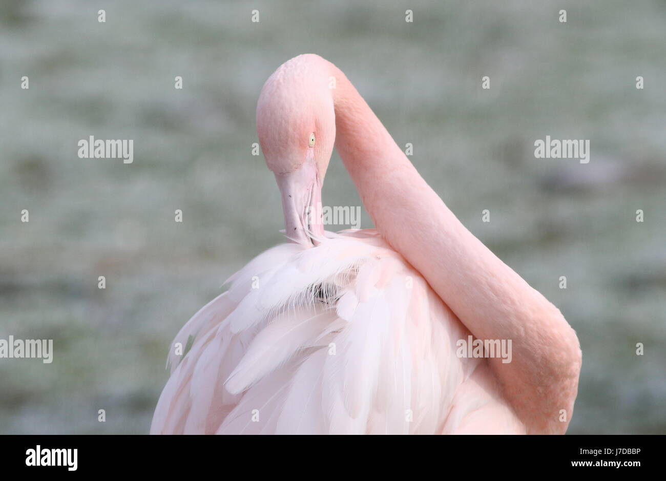 European Greater Flamingo (Phoenicopterus roseus) preening his feathers ...