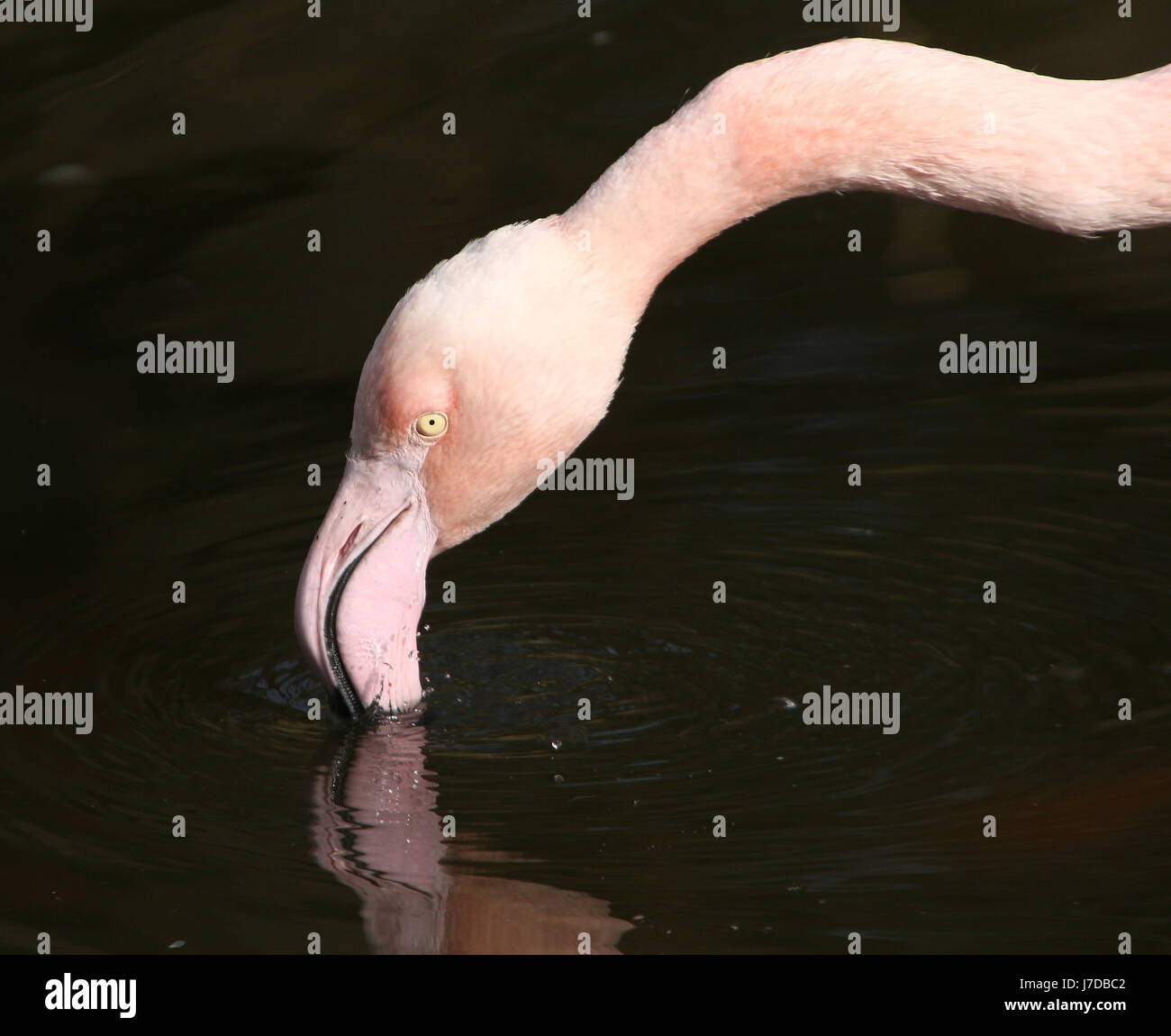 Extreme closeup of the head of a mature European Greater Flamingo ...