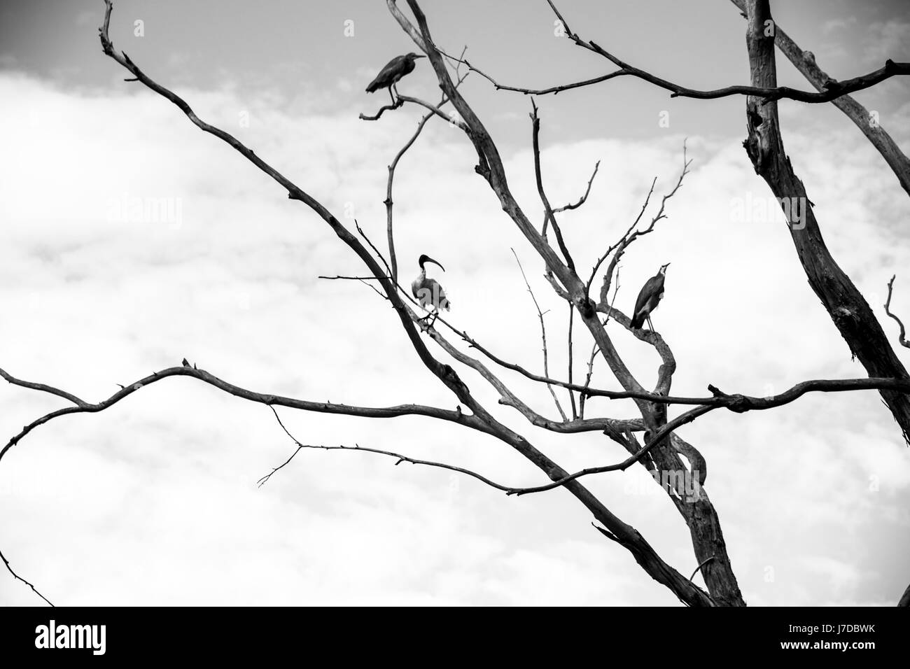 Australian forest birds hi-res stock photography and images - Alamy