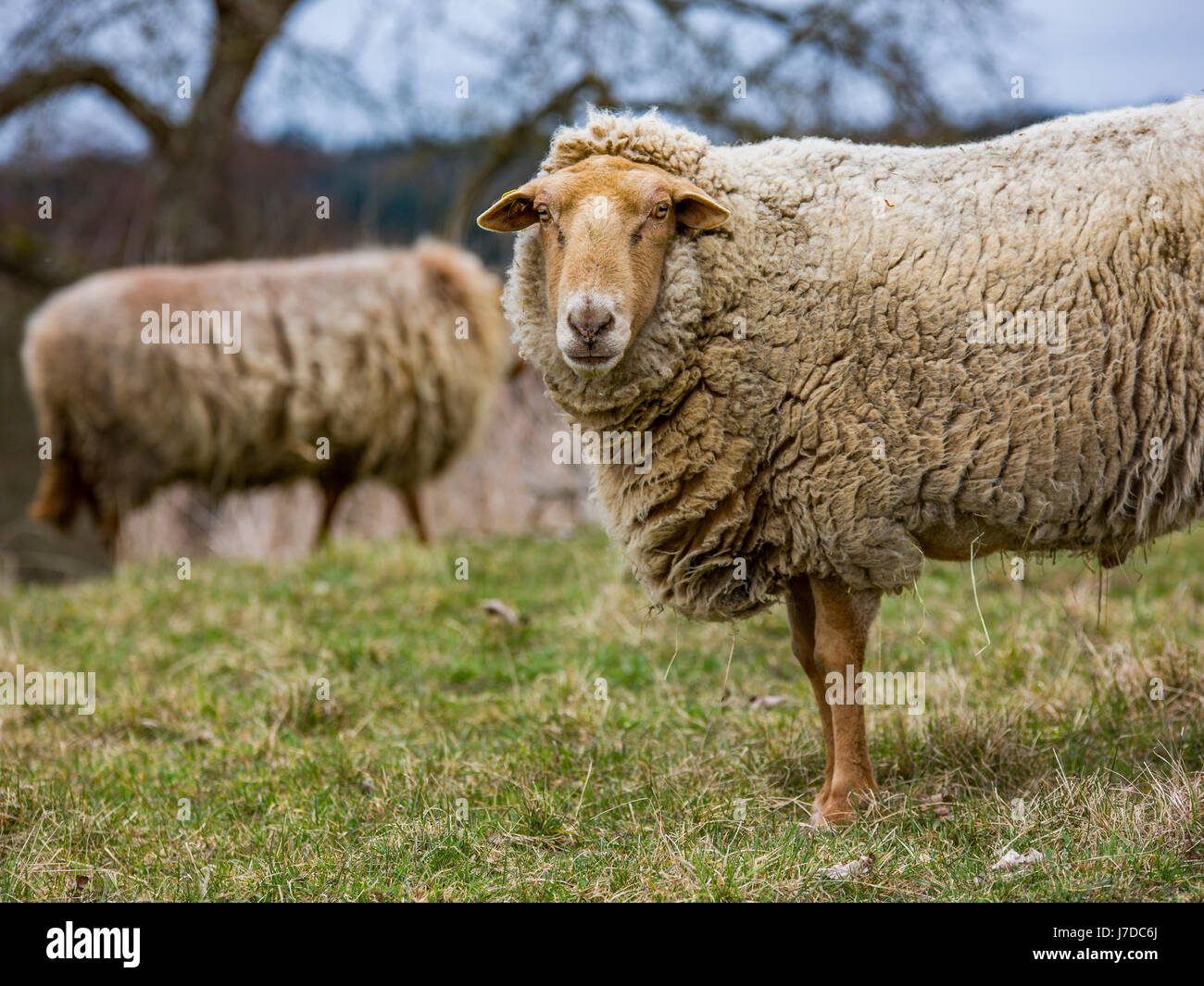 Coburg fox sheep hi-res stock photography and images - Alamy