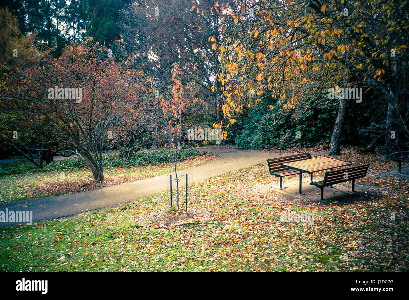 Empty picnic table in a beautiful Autumn garden settings with yellow ...