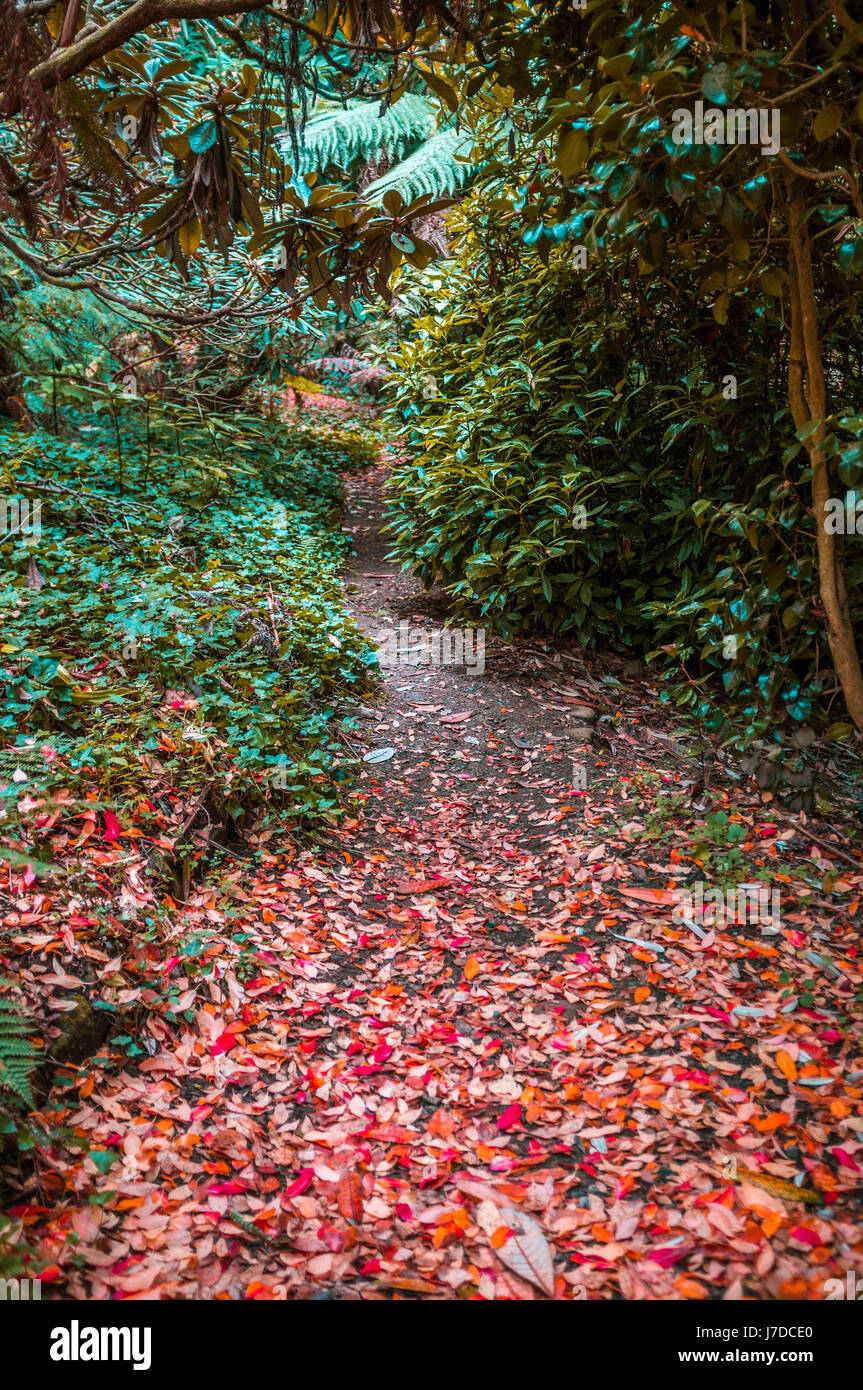 Small hidden pathway in a forest coverd in red autumn foliage Stock ...