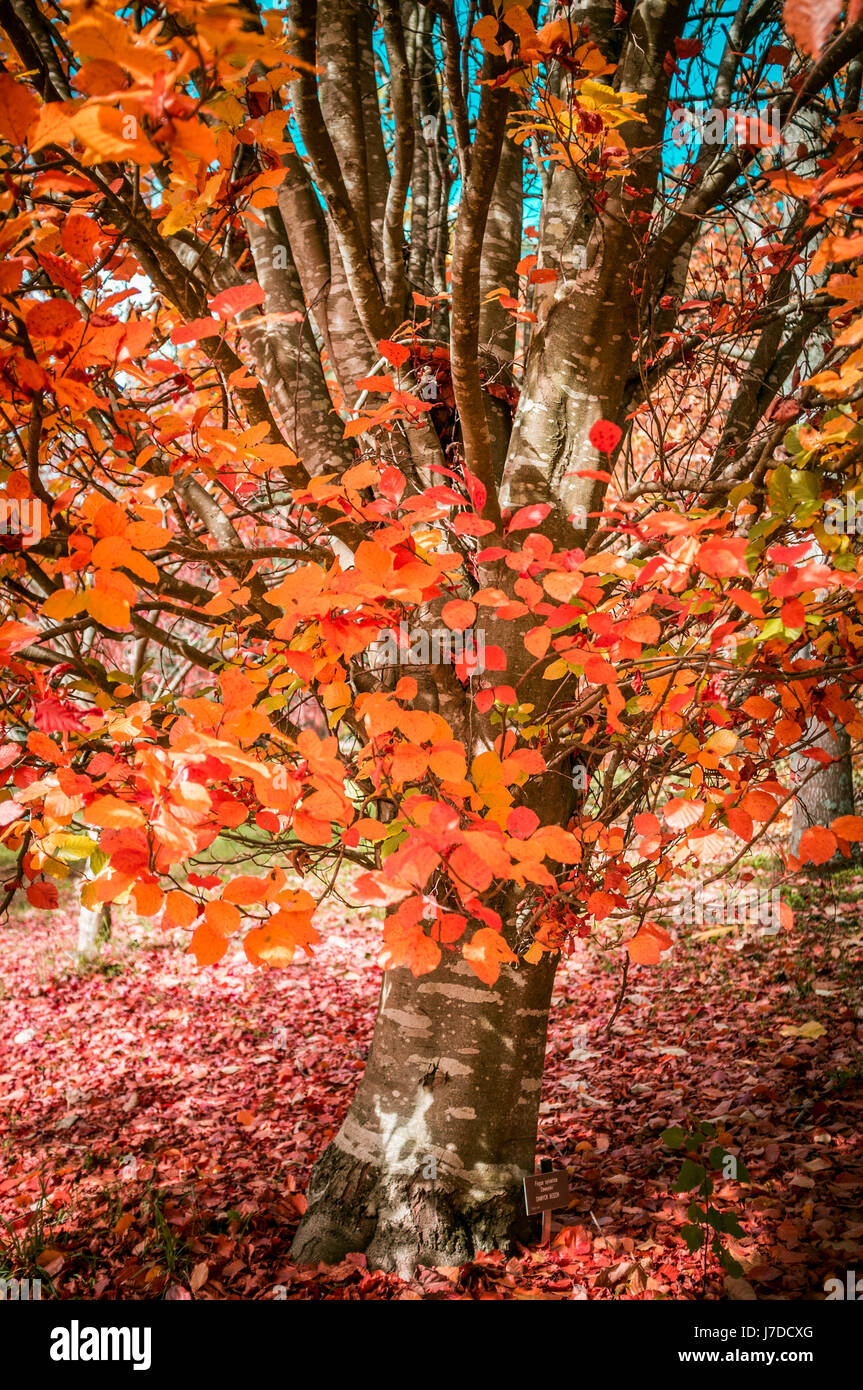 Tree with red and orange leaves in Autumn Stock Photo - Alamy