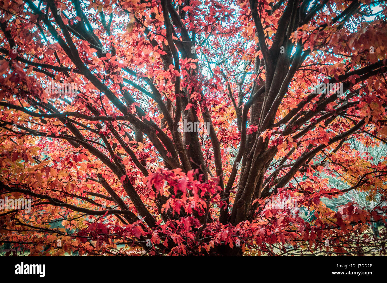 Red and orage leaves on a beautiful tree in Autumn - closeup Stock ...