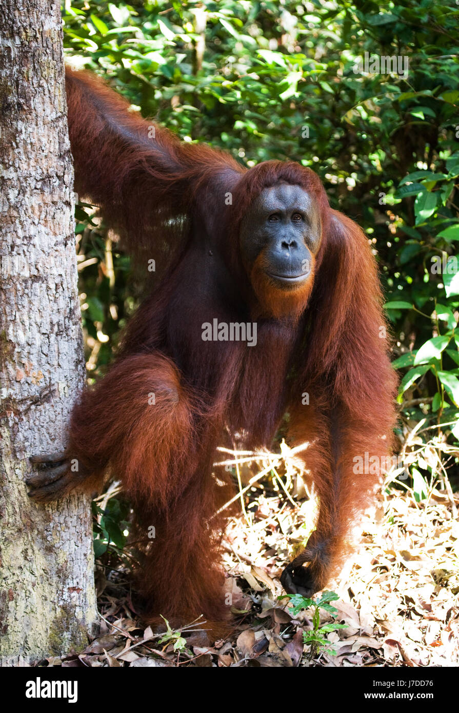 Orangutan stands on its hind legs in the jungle. Indonesia. The island ...