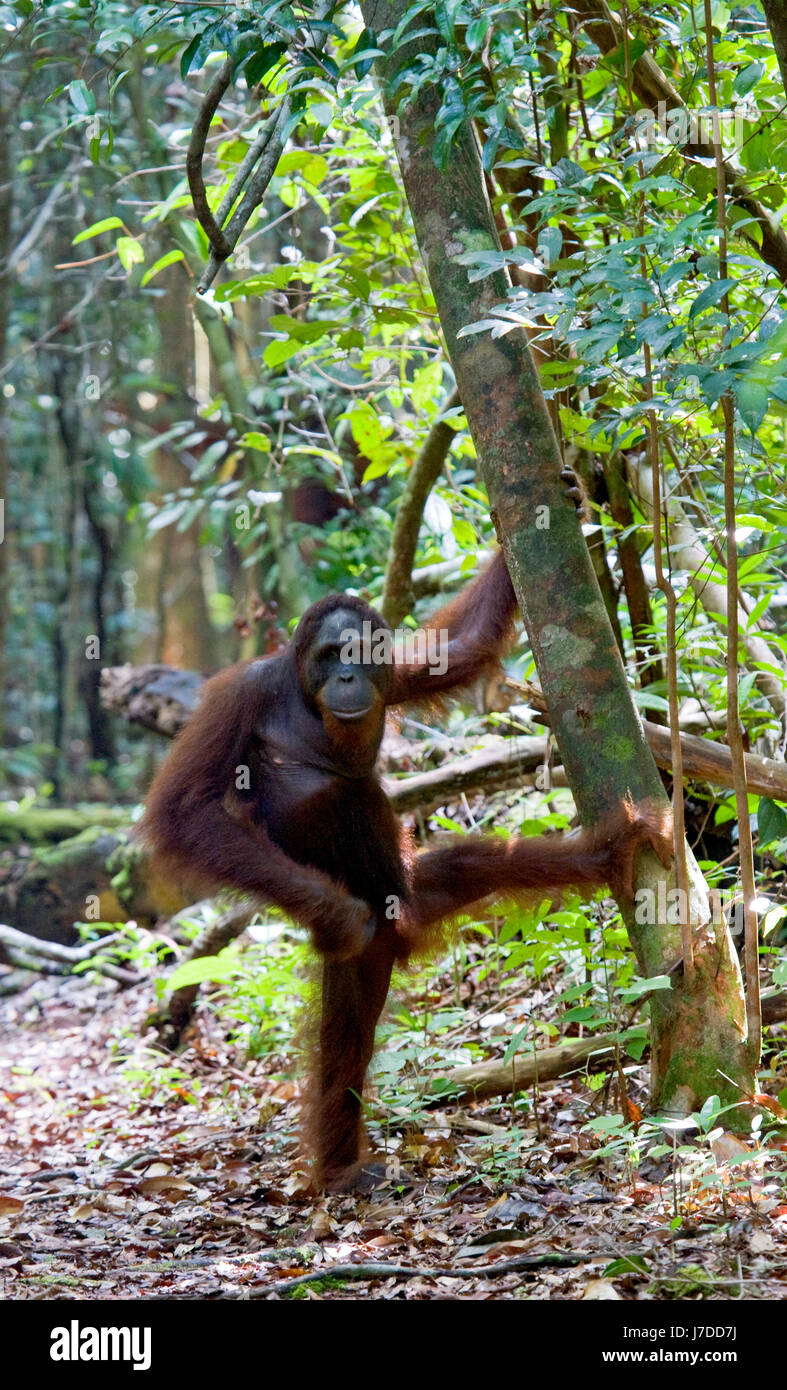Orangutan stands on its hind legs in the jungle. Indonesia. The island ...