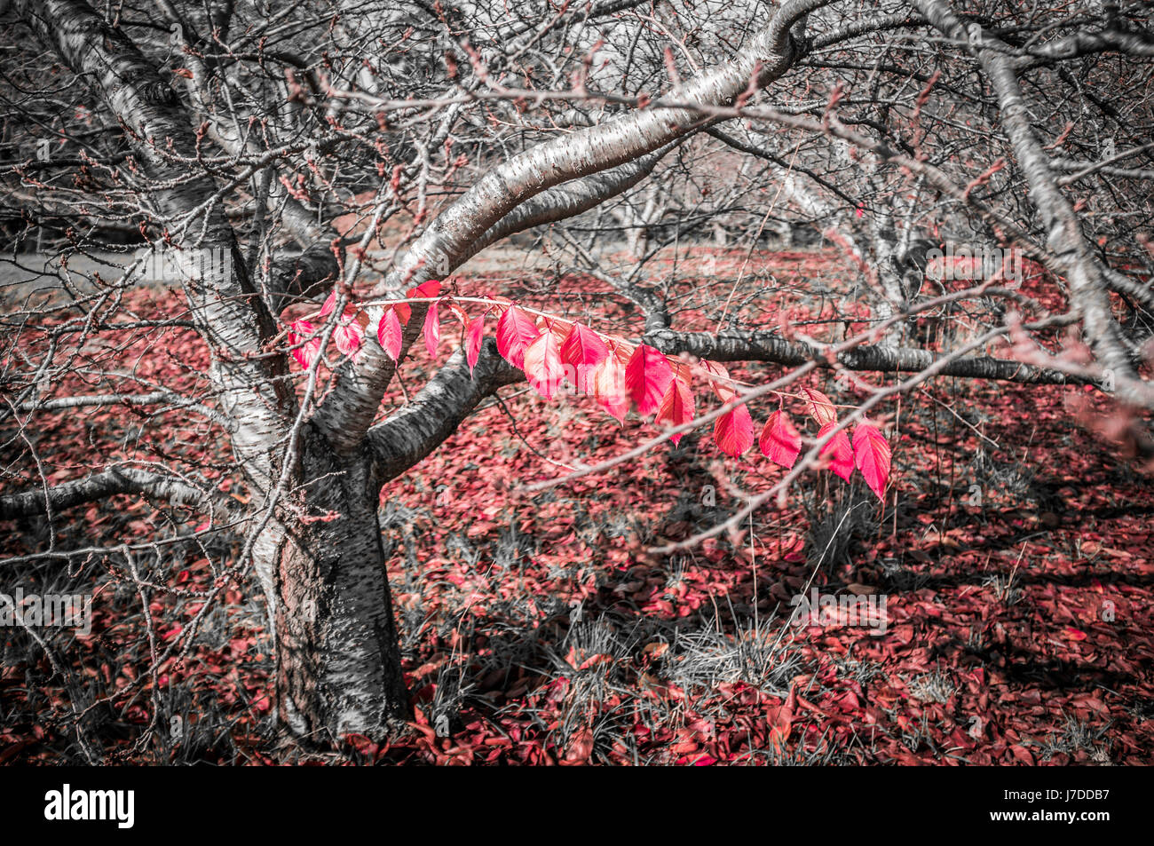 Bare cherry tree in autumn with only one branch with red leaves Stock ...