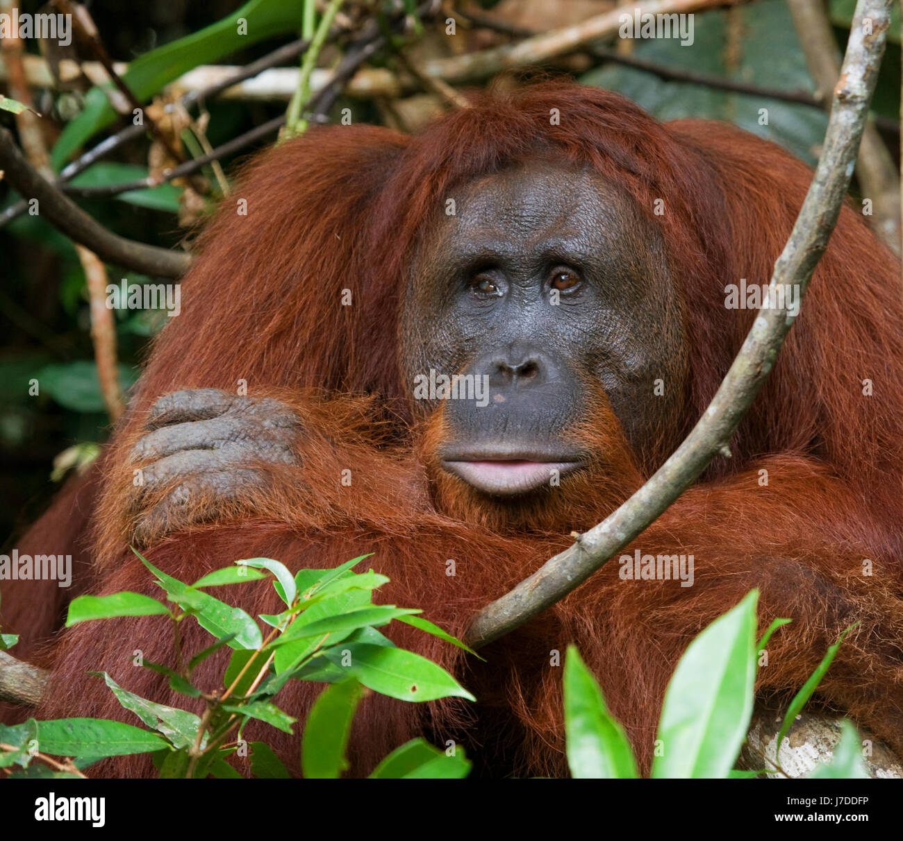 Big male orangutan on a tree in the wild. Indonesia. The island of ...