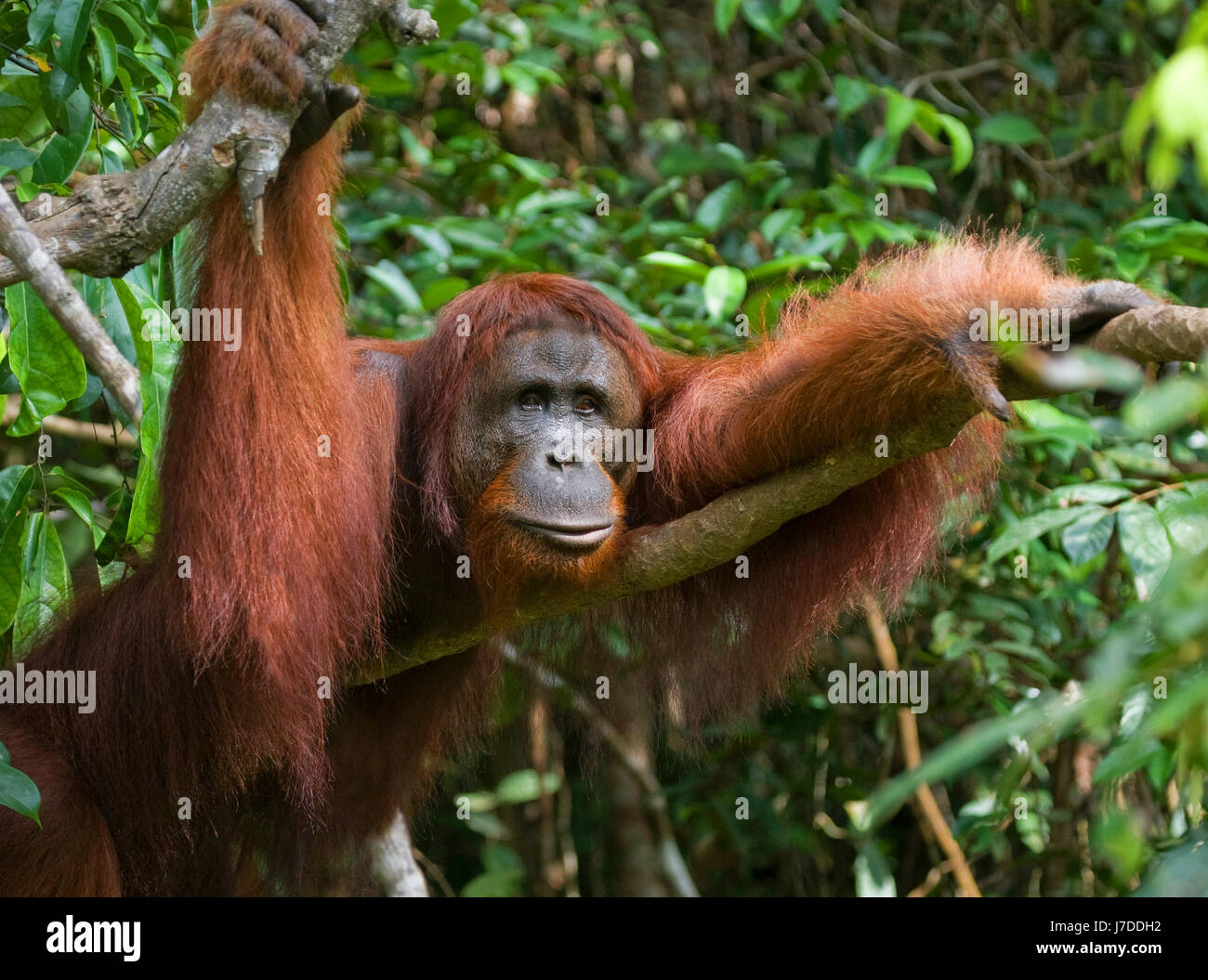 Big male orangutan on a tree in the wild. Indonesia. The island of ...