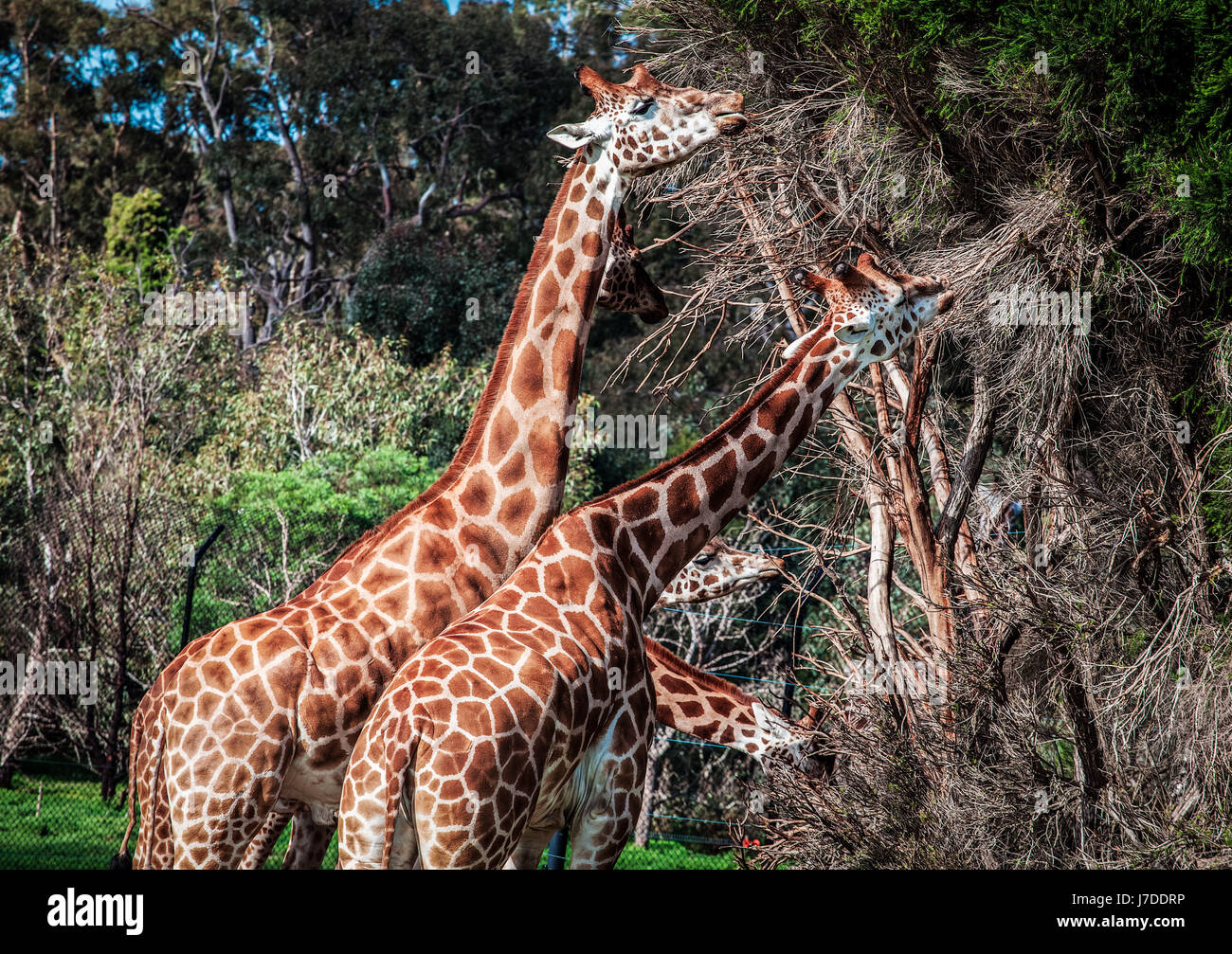 Four headed hi-res stock photography and images - Alamy