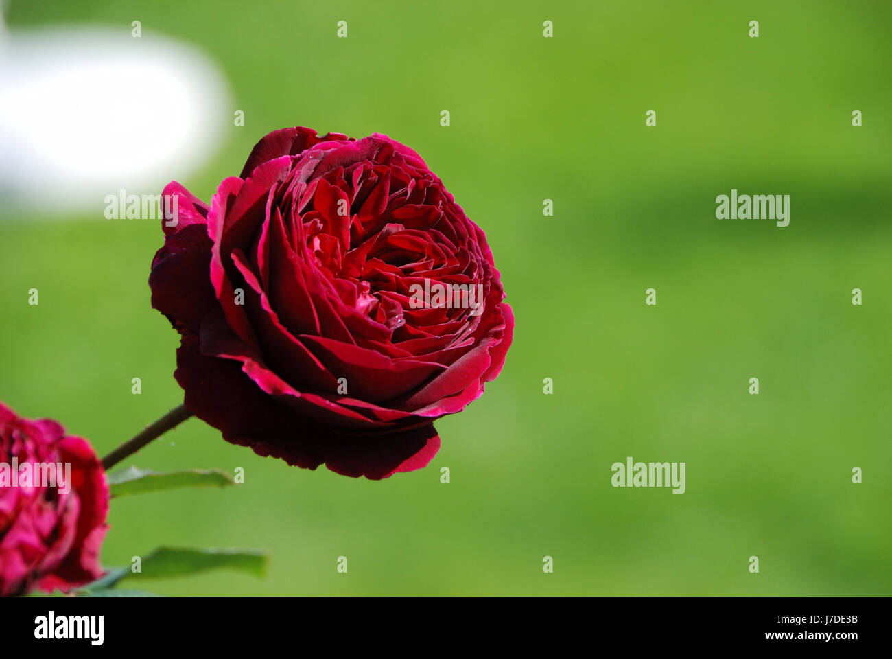red english rose Stock Photo - Alamy