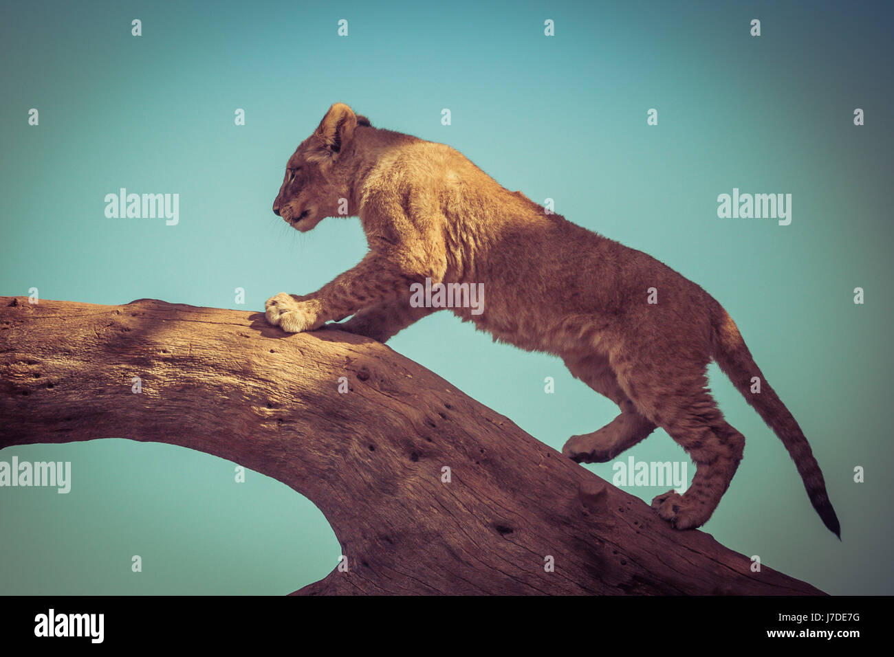 Young lion cub climbing on a tree Stock Photo - Alamy