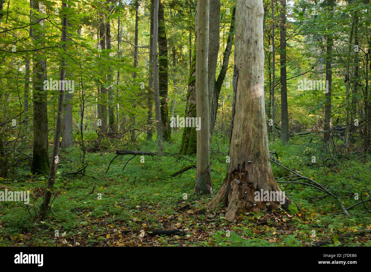 mainly natural deciduous stand of bialowieza forest Stock Photo - Alamy