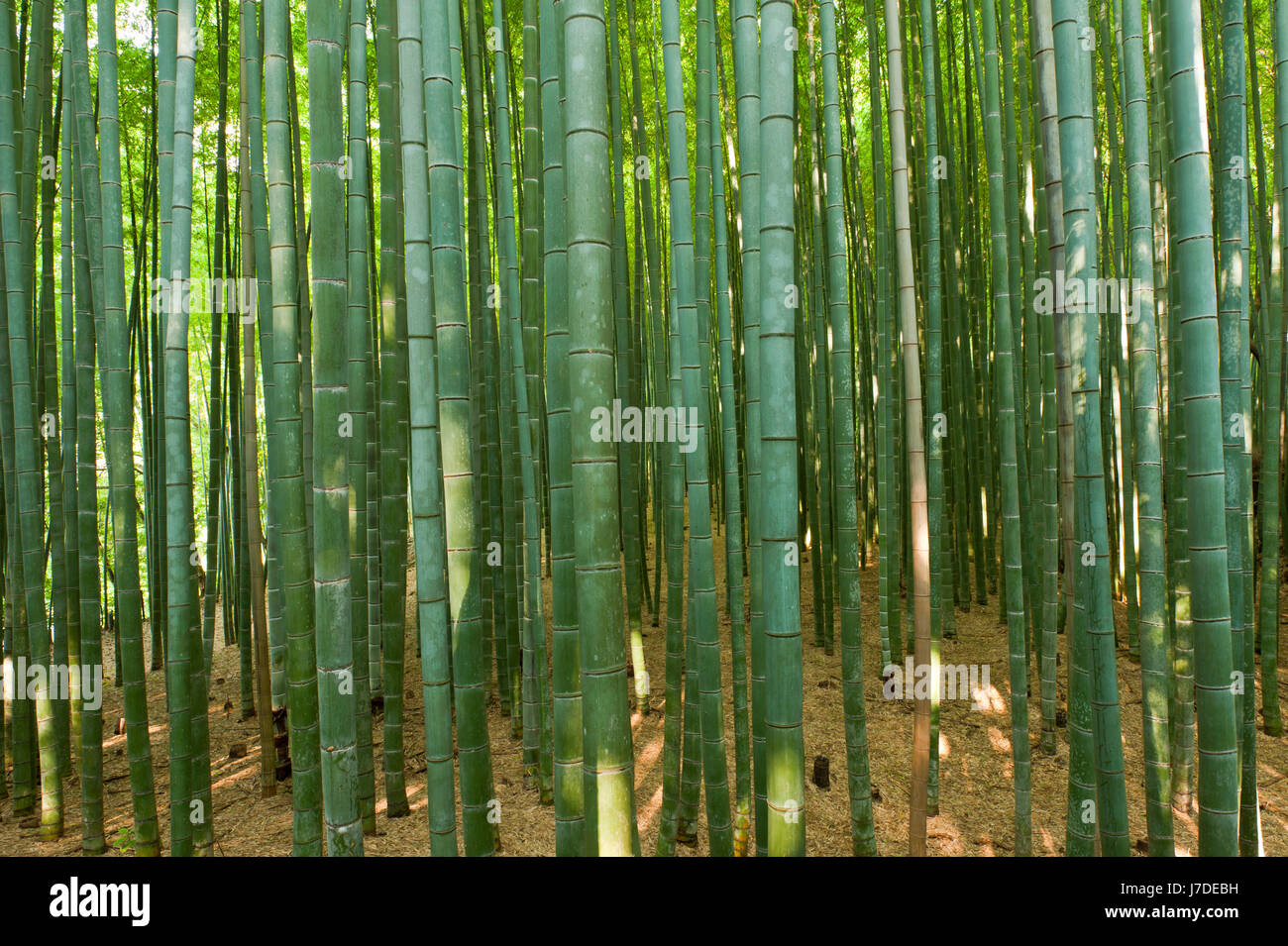 asia bamboo japan lawn green forest tree park garden asia jungle bamboo ...