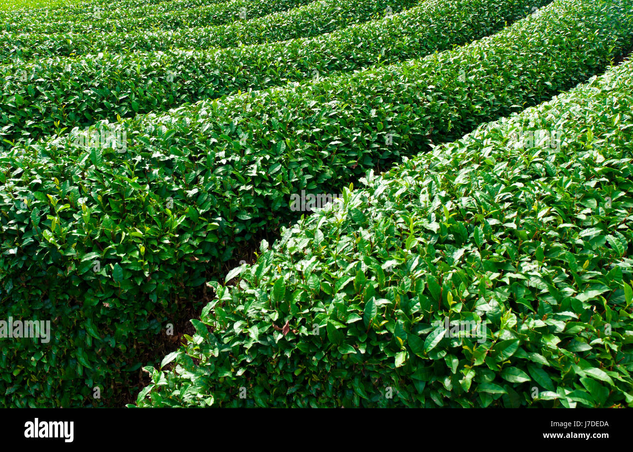 Japanese tea farm hi-res stock photography and images - Alamy