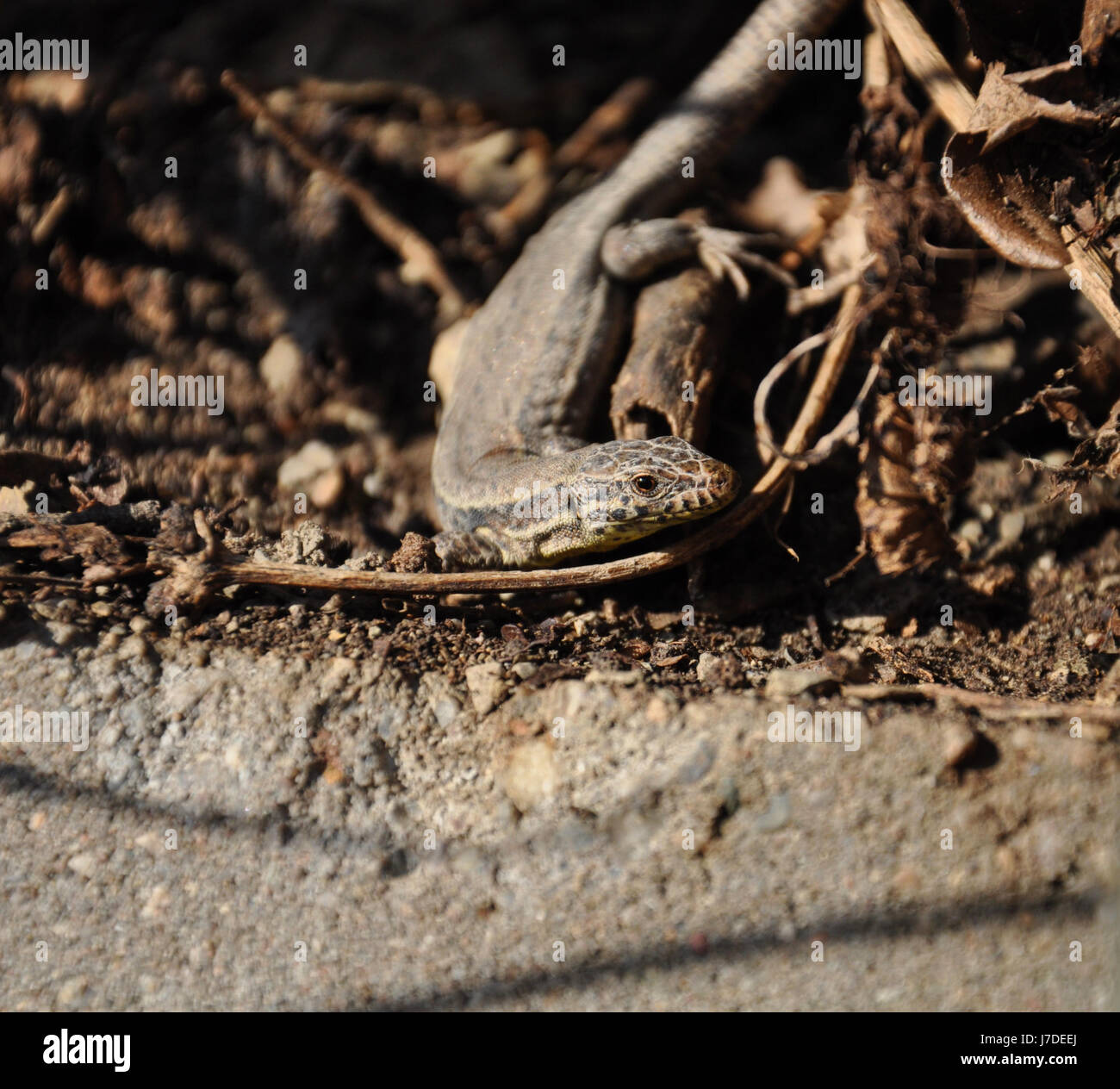lizard in winter Stock Photo - Alamy
