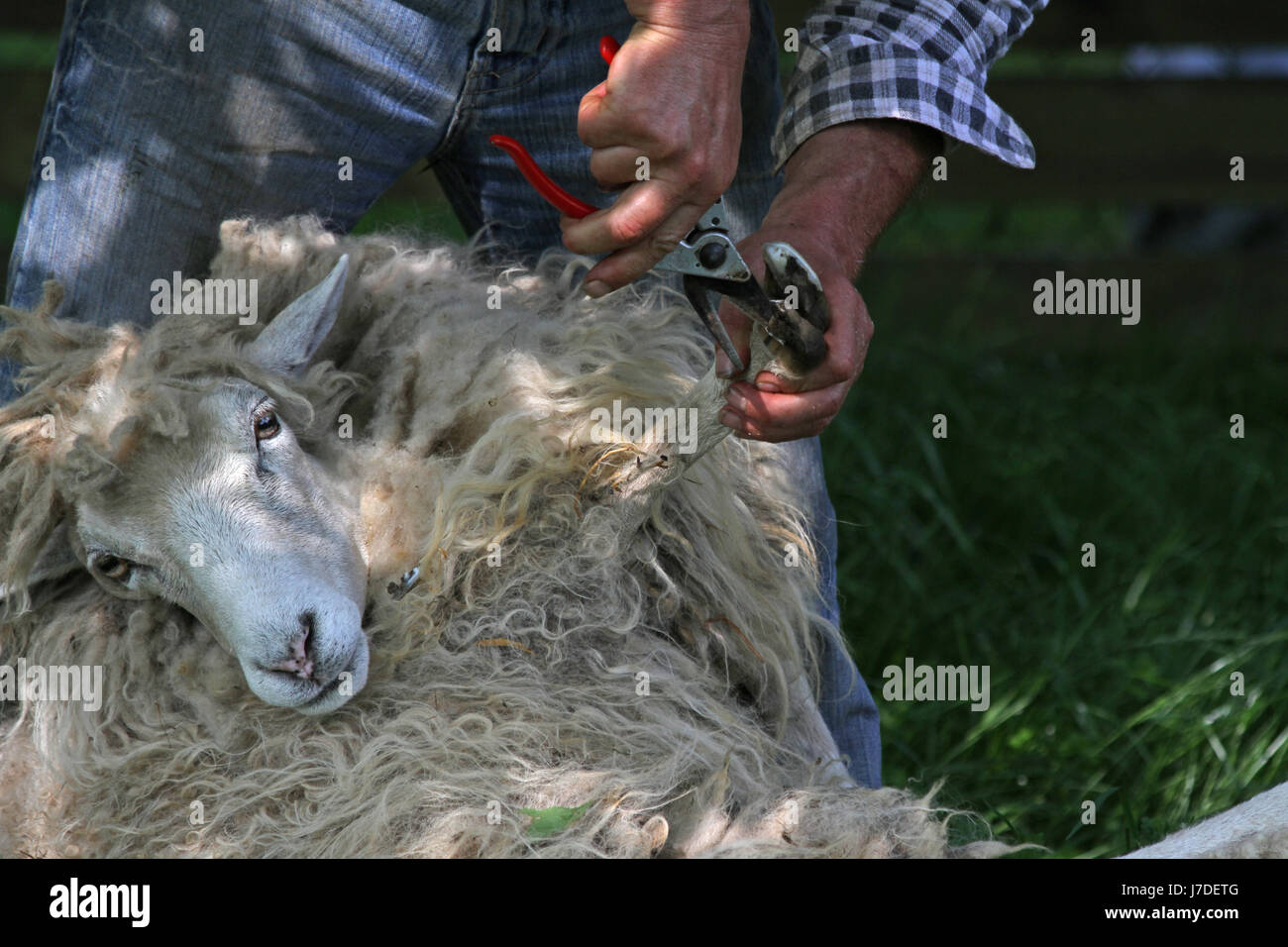 hoof in sheep Stock Photo - Alamy