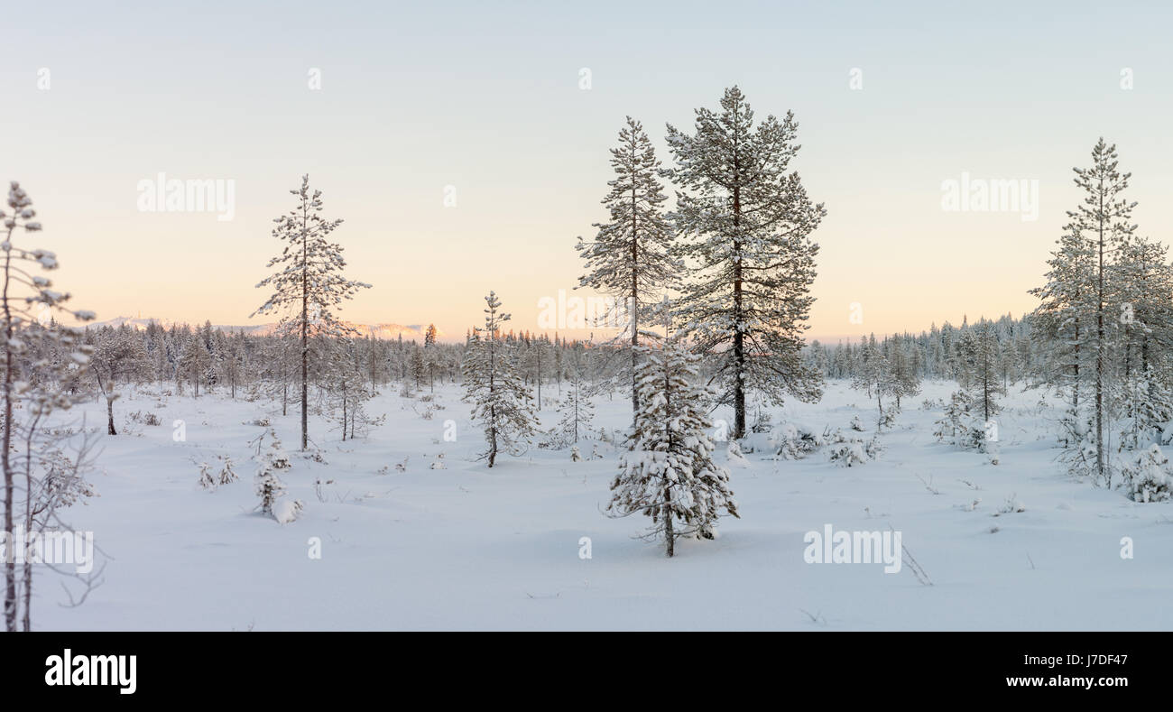 Cold and sparse boreal forest in winter, northern Finland Stock Photo ...