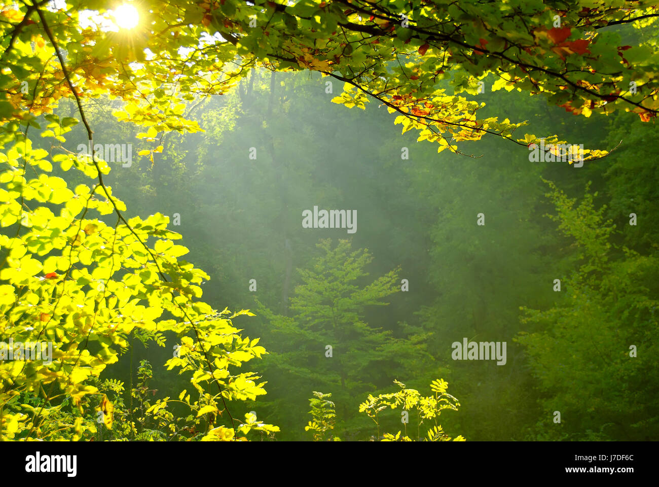 tree sunbeam forest leaves foliage leaf environment enviroment tree ...