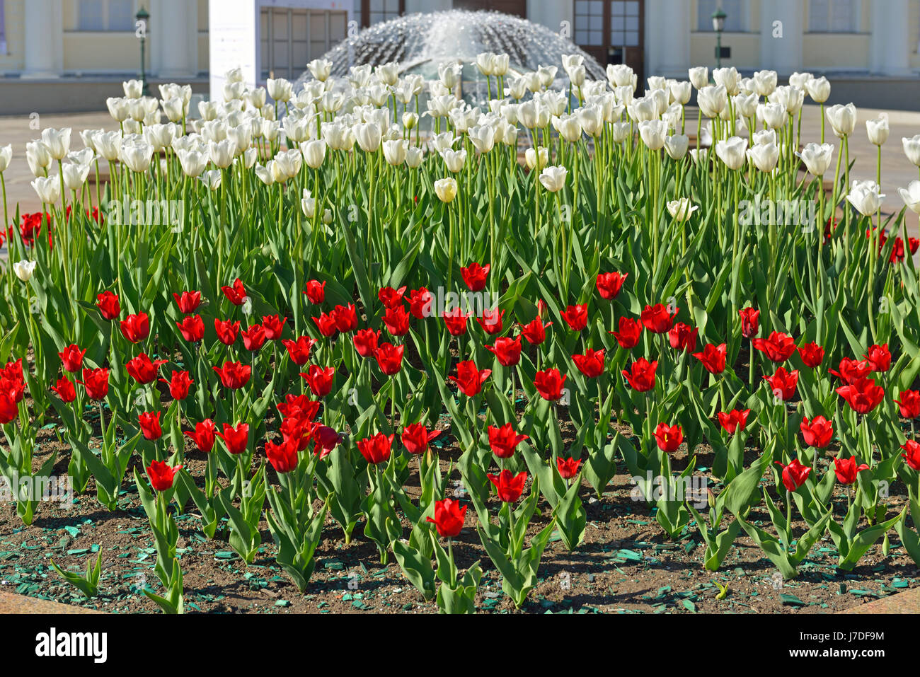 Tulipa cultivars hi-res stock photography and images - Alamy