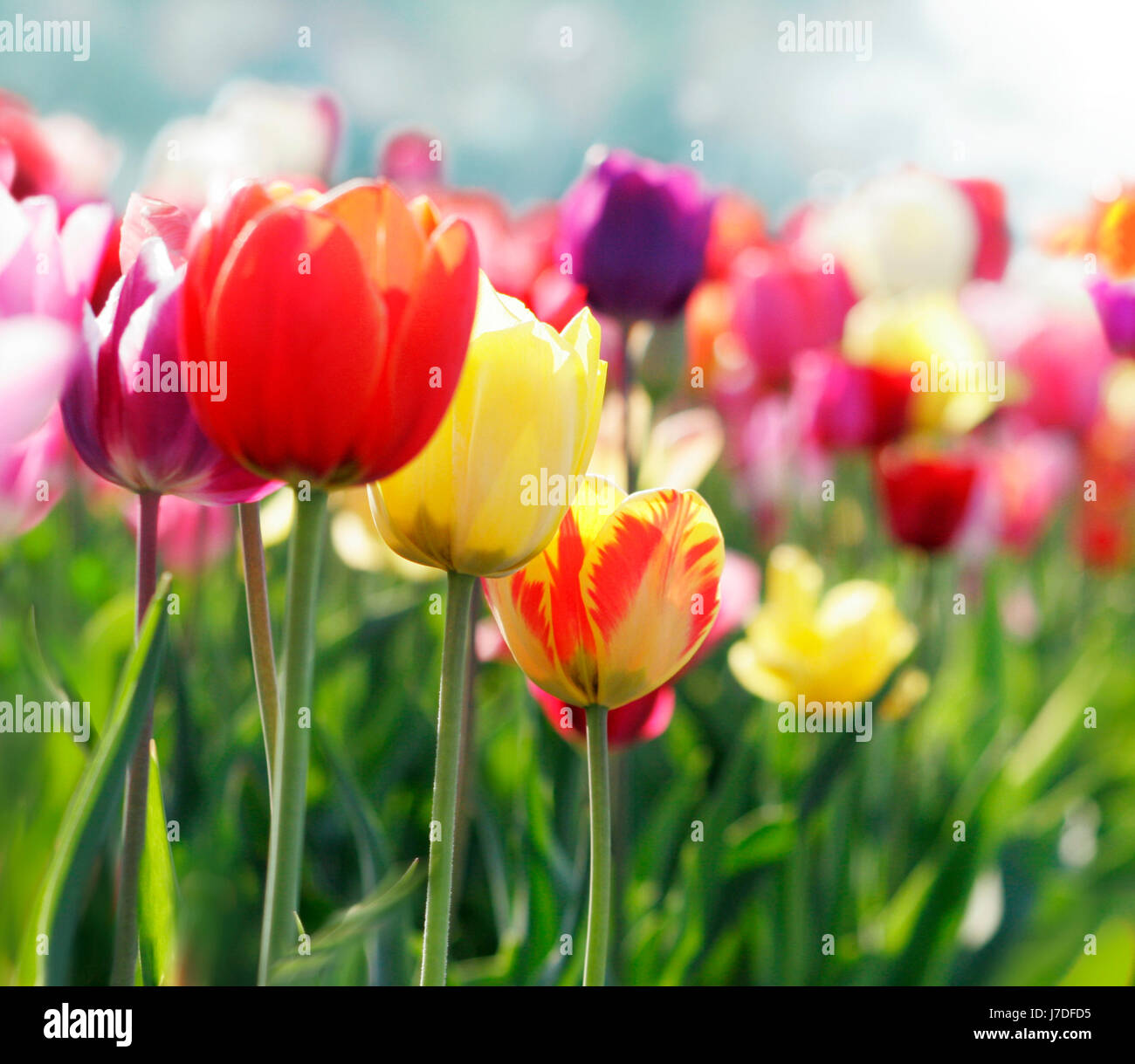 colorful tulips meadow Stock Photo - Alamy