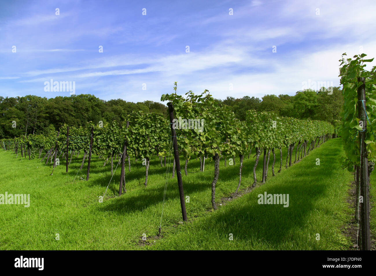 Im wingert hi-res stock photography and images - Alamy