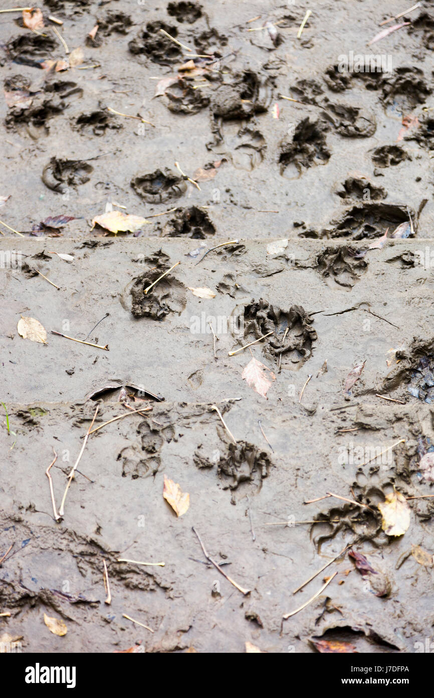 Dog floor mud hi-res stock photography and images - Alamy
